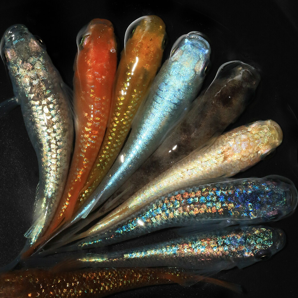 【楽天市場】（めだか）高級メダカミックス メダカ屋サバンナブリード（5匹）：charm 3980 楽天市場店