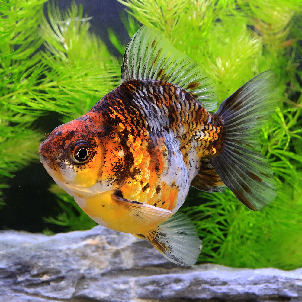 【楽天市場】（国産金魚）キャリコダルマ琉金 ショートテール 薩摩産（1匹）：charm 3980 楽天市場店