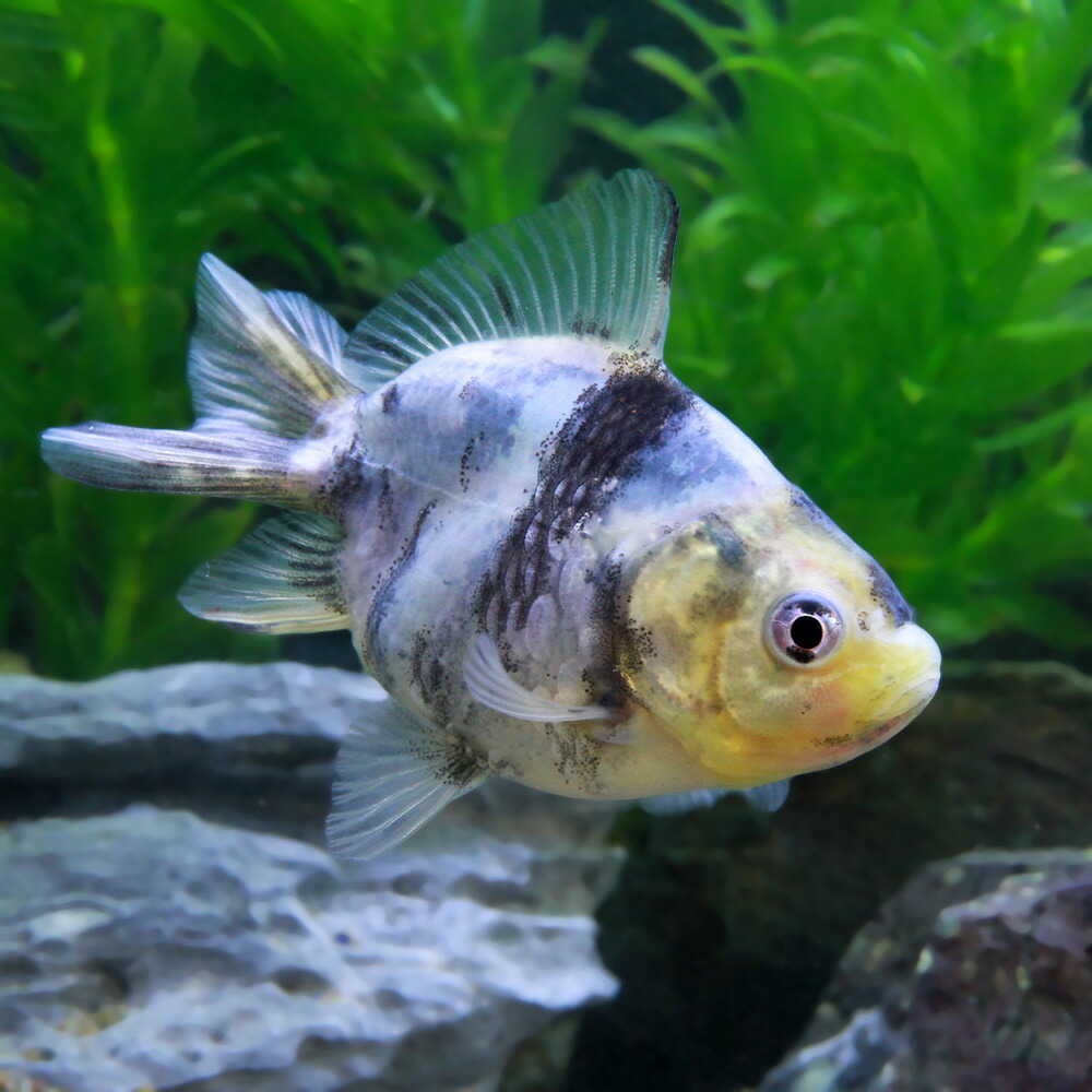 【楽天市場】（国産金魚）白黒オランダ獅子頭 ショートテール 薩摩産（1匹）：charm 3980 楽天市場店