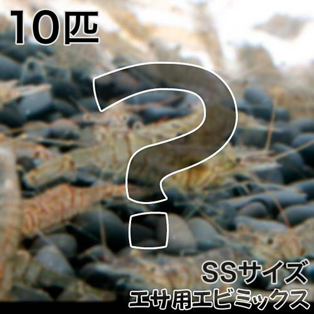 【楽天市場】（エビ）エサ用エビミックス SSサイズ（10匹）：charm 3980 楽天市場店