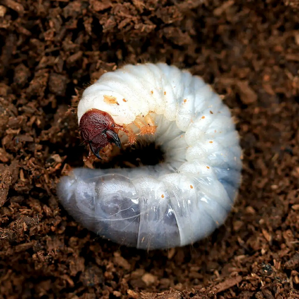 【楽天市場】（昆虫）サビイロカブトムシ カリマンタン産 幼虫（初～2令）（1匹）：charm 3980 楽天市場店