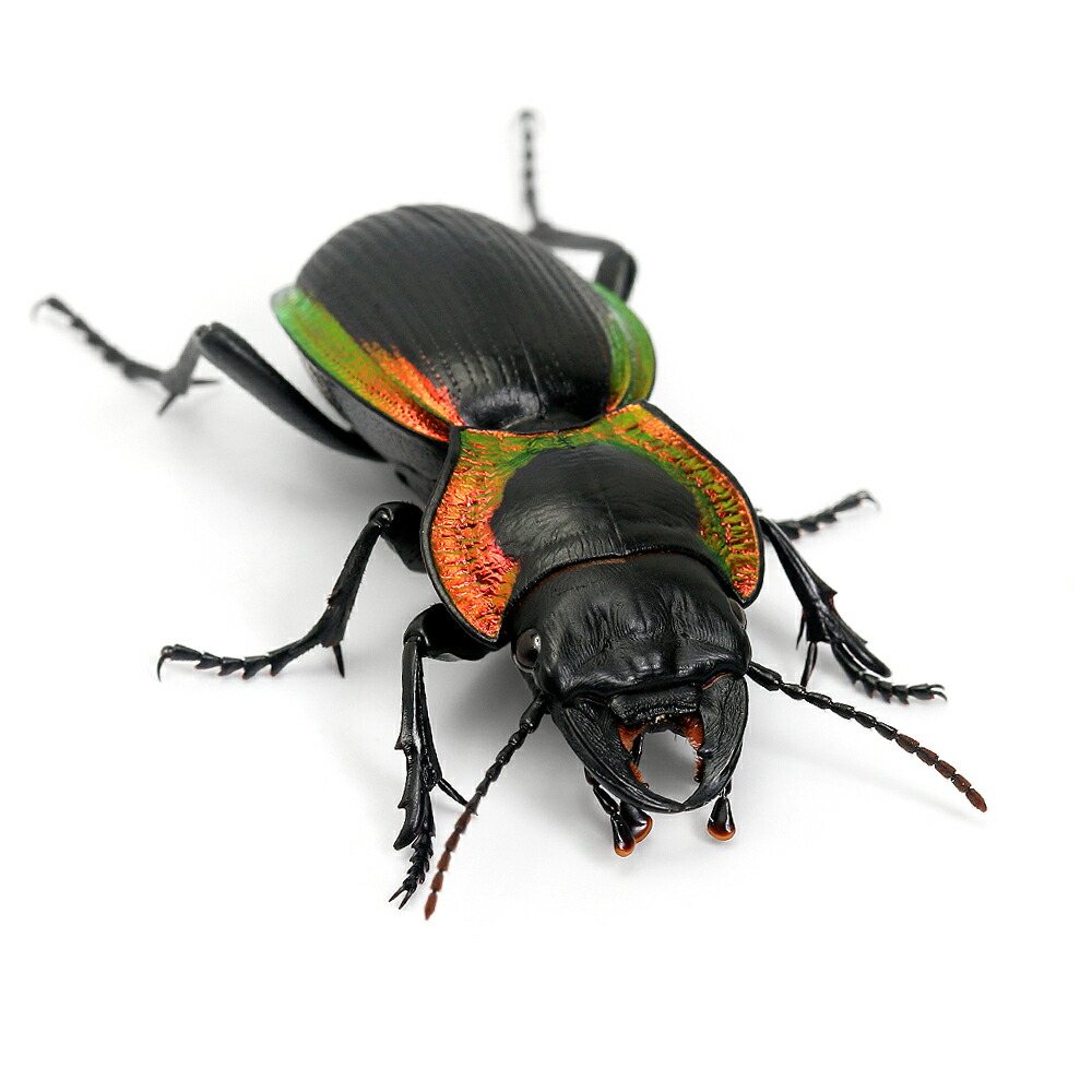 【楽天市場】（昆虫）アカヘリエンマゴミムシ 成虫 WC（1匹）：charm 3980 楽天市場店