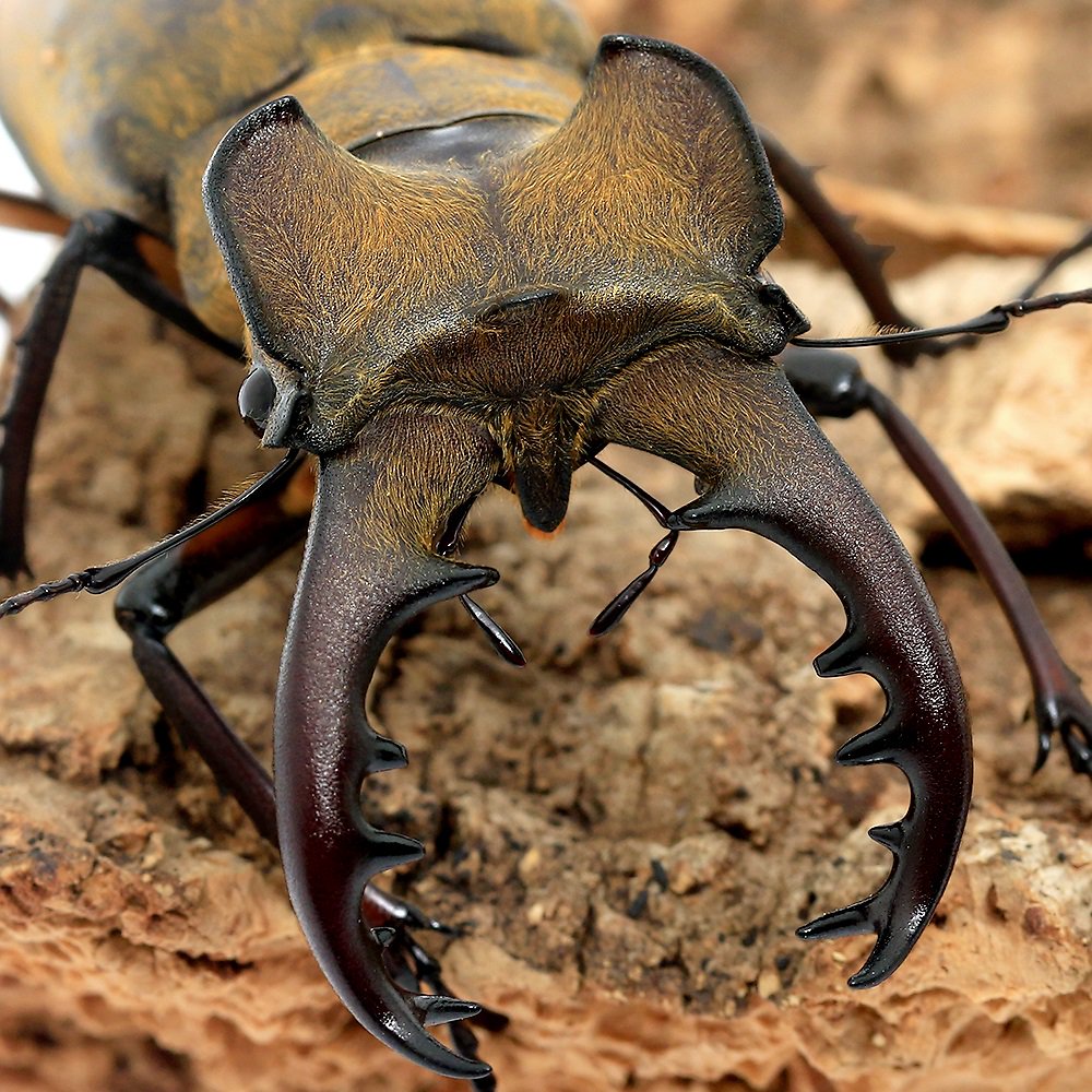 【楽天市場】（昆虫）国産ミヤマクワガタ 愛媛県産 成虫 WC 72mm（1ペア）：charm 3980 楽天市場店