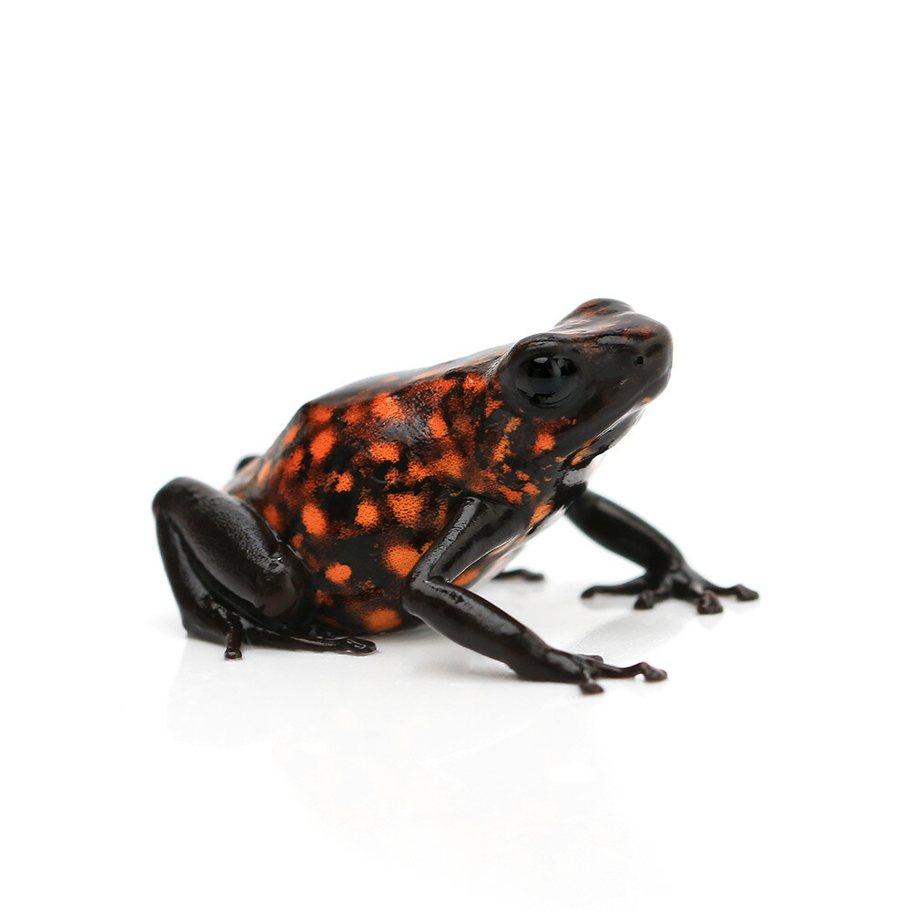 【楽天市場】（両生類）シルバティカヤドクガエル ディアブロ“diablo”（1匹）：charm 3980 楽天市場店