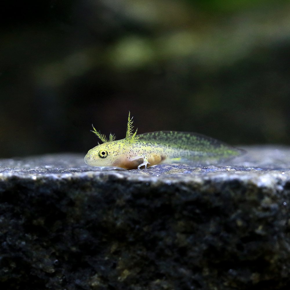 【楽天市場】（両生類）アメイロイボイモリ 幼生 Sサイズ（1匹）：charm 3980 楽天市場店