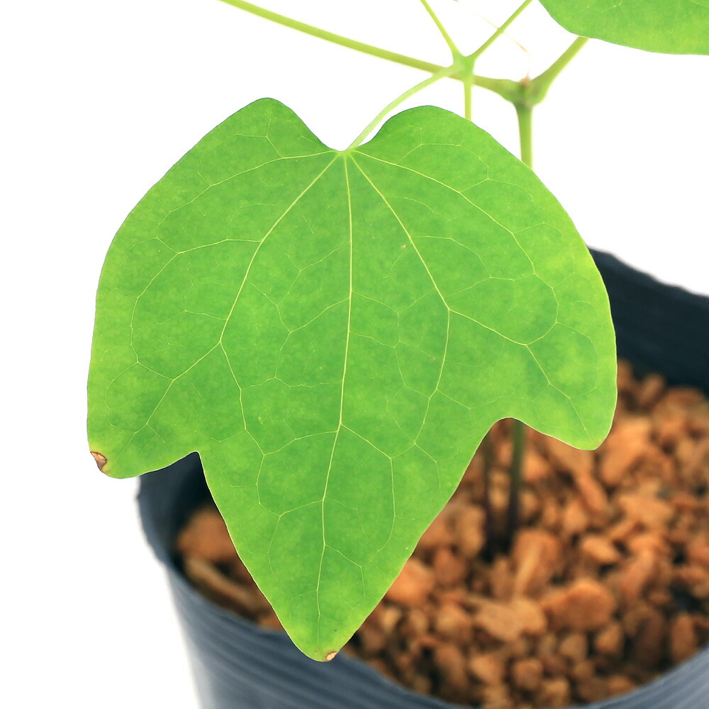 【楽天市場】（山野草）トガクシショウマ 3号（1ポット）（休眠状態）：charm 3980 楽天市場店