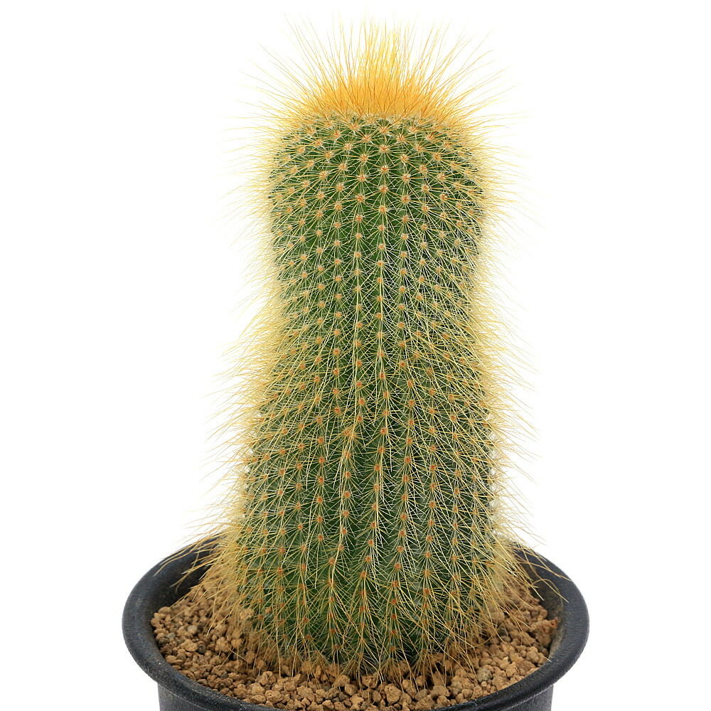 【楽天市場】（多肉植物）サボテン エリオカクタス 金晃丸 3号（1鉢）：charm 3980 楽天市場店