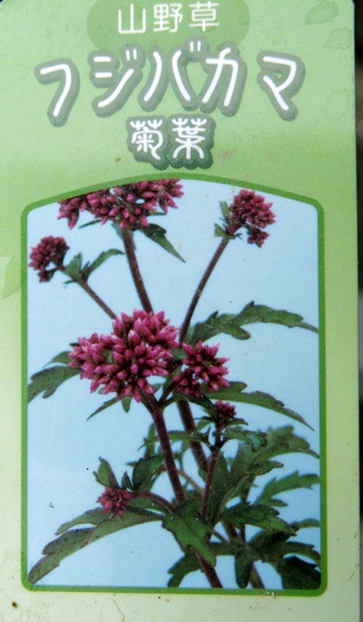 楽天市場】フジバカマ苗 赤花(桃花)3.5号苗 : 千草園芸 楽天市場】フジバカマ苗 赤花(桃花)3.5号苗 : 千草園芸