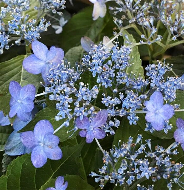 楽天市場】【開花株】アジサイ(紫陽花・あじさい) マリン 楽天市場】【開花株】アジサイ(紫陽花・あじさい) マリン