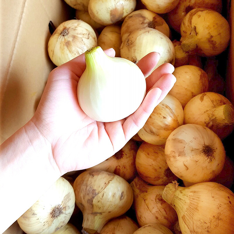 【楽天市場】新たまねぎ 4kg 有機栽培 鹿児島県産 宮崎県産 熊本県産 タマネギ 玉葱 玉ねぎ 有機JAS オーガニック オニオン サラダ ...