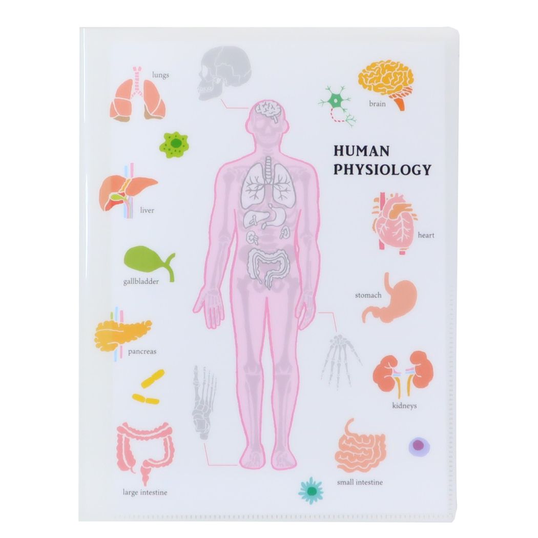 【楽天市場】STUDY HOLIC ポケットファイル A4クリアブックファイル 人類生物学 Green Flash 新学期準備文具 おもしろ雑貨 グッズ シネマコレクション：キャラクターの ...