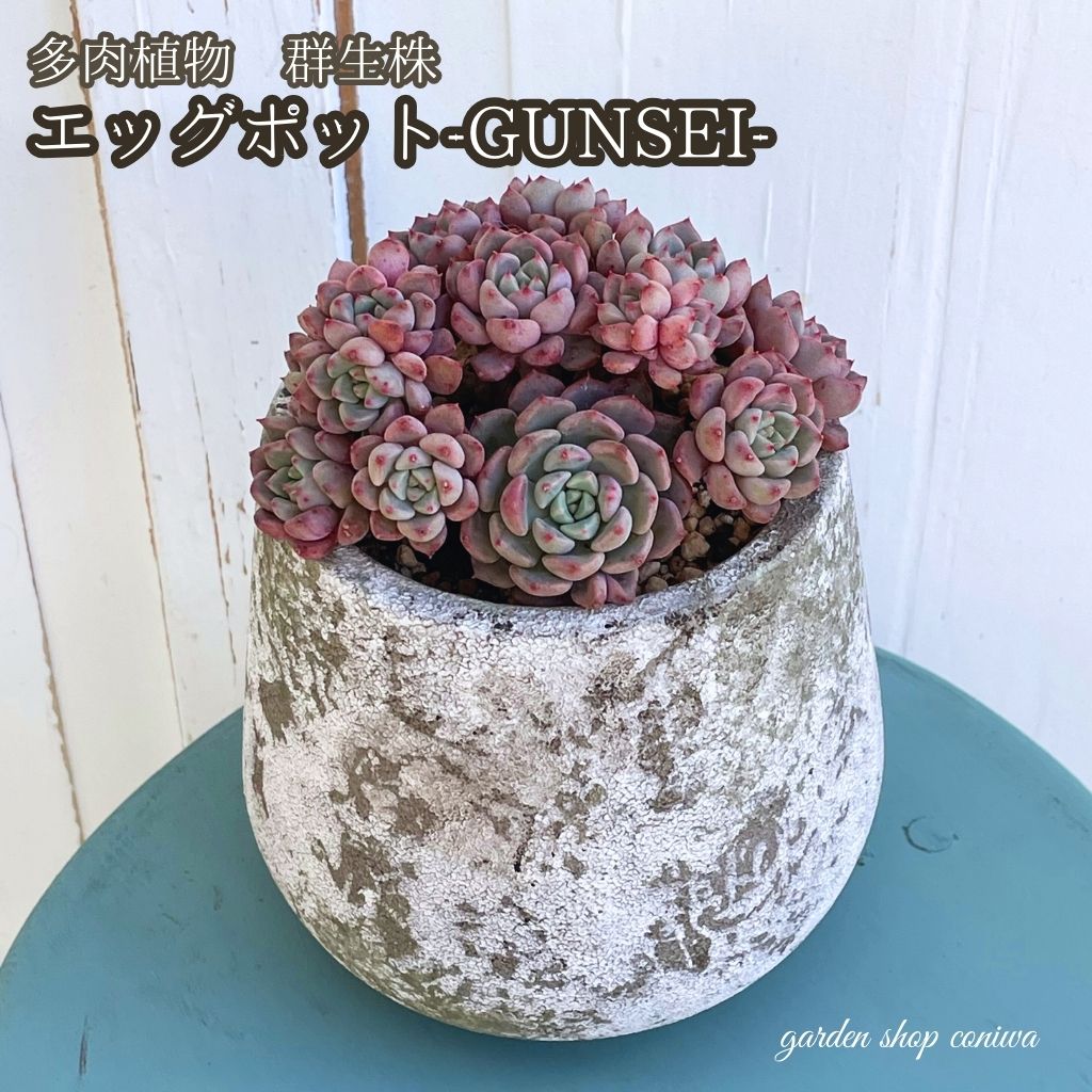 【楽天市場】多肉植物 エッグポットGUNSEI 群生株 キュートバブル 多肉植物 セット 鉢 多肉植物寄せ植え 観葉植物 秋 冬 新築祝 開店 ...