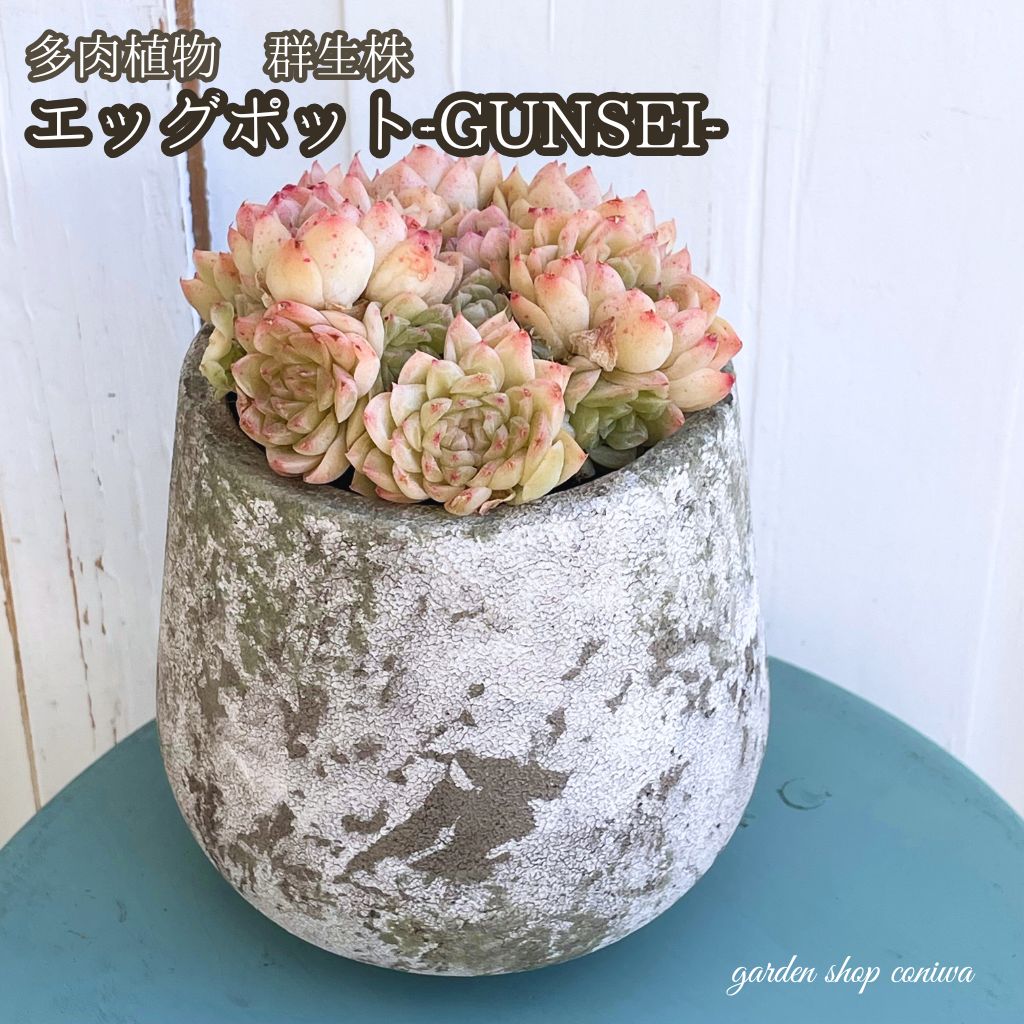【楽天市場】多肉植物 エッグポットGUNSEI 群生株 グルームフラワー 多肉植物 セット 鉢 多肉植物寄せ植え 観葉植物 秋 冬 新築祝 ...