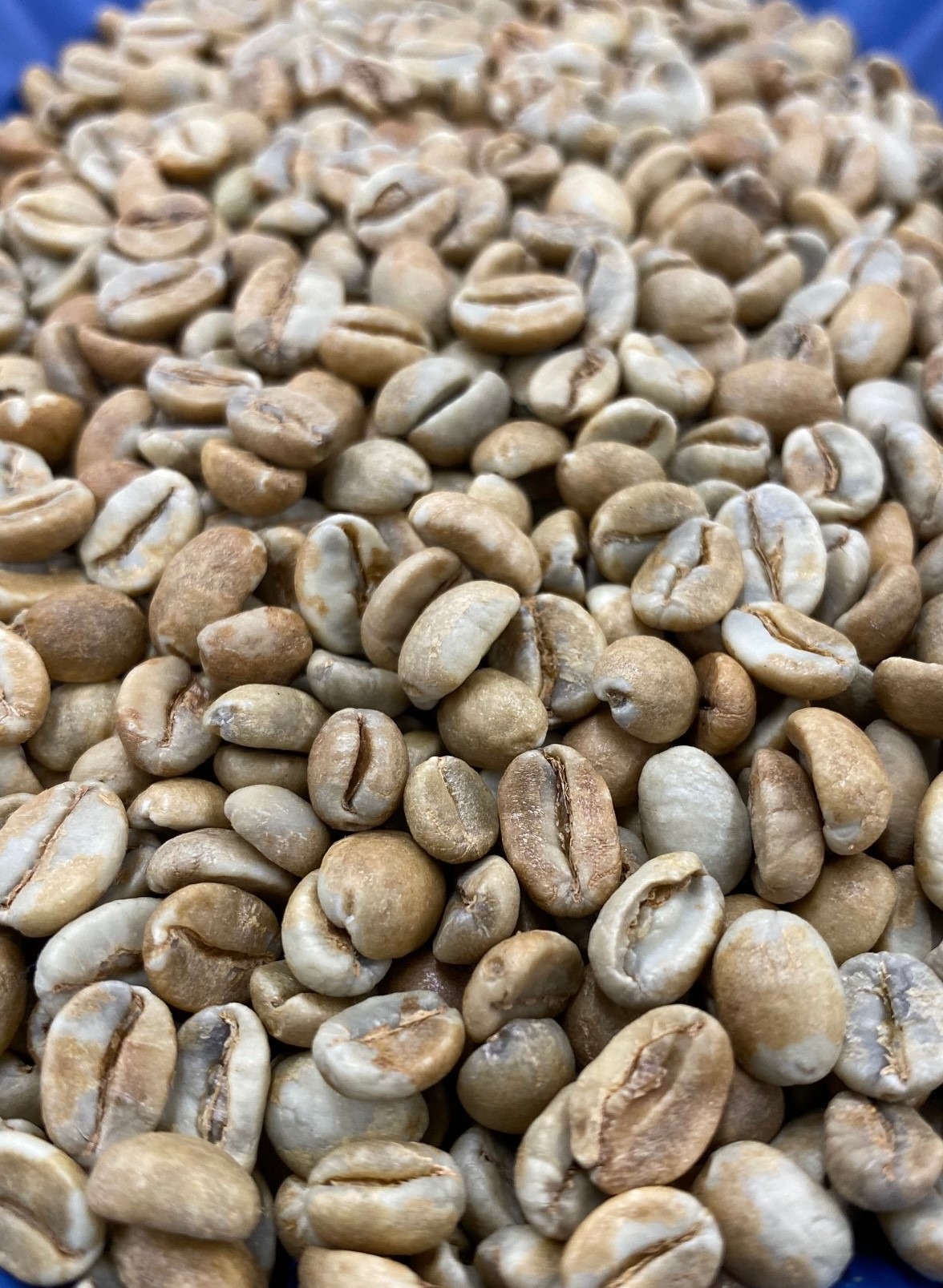 【楽天市場】DRIP TRIP コーヒー 生豆 エルサルバドル ベッキアモンツァ SL34 アナエロビックナチュラル ウスルタン県 送料無料 ...