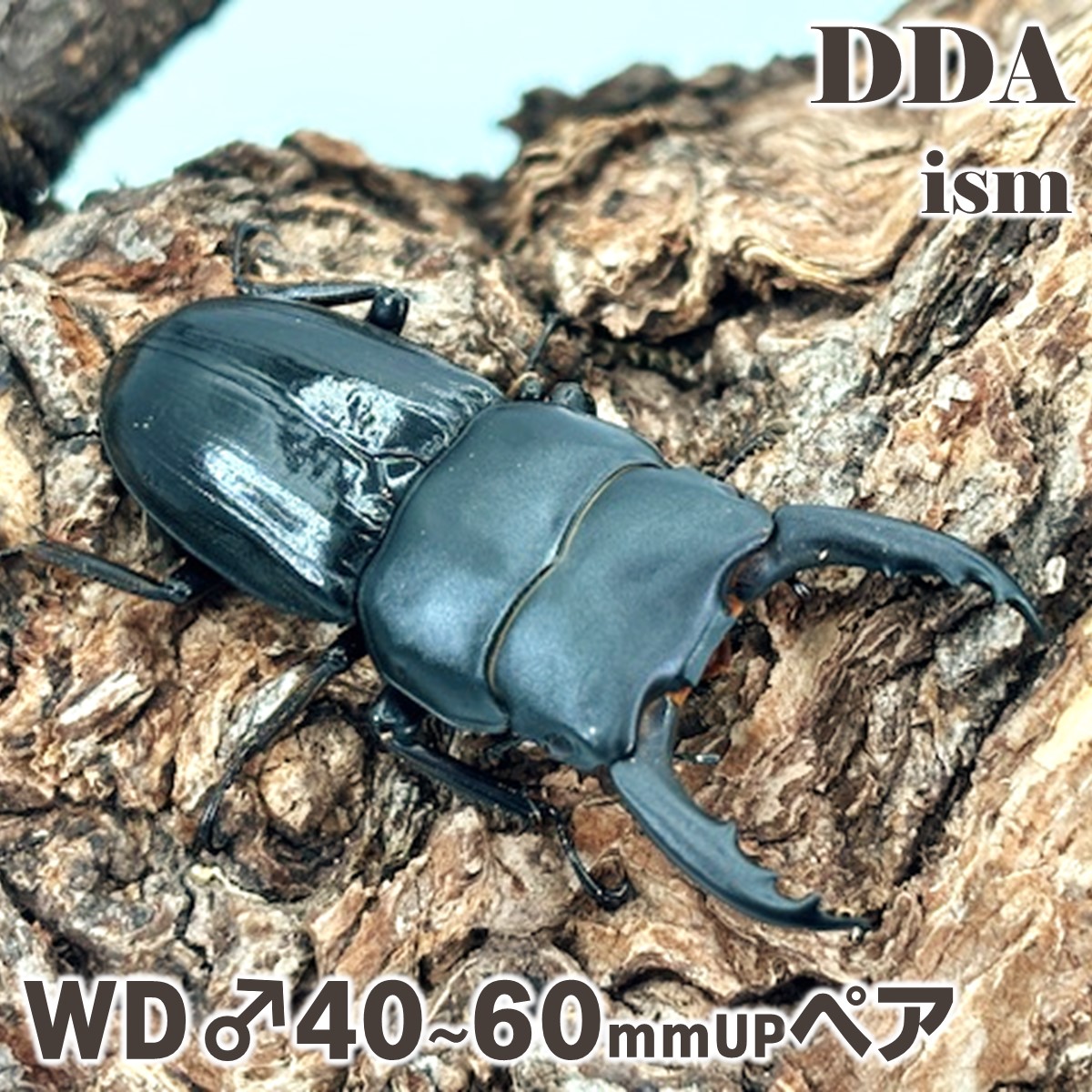 【楽天市場】ベトナム便/天然個体【DDA】ダエダリオンヒラタ 成虫 ペア WD♂45～60mmUP プレゼント付き dda クワガタ 生体 ...