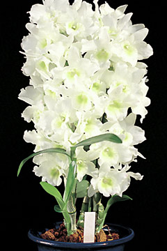 【楽天市場】デンドロビューム苗Den.Spring Dream‘Apollon’スプリングドリーム‘アポロン’1作開花サイズ苗です。花は咲いて ...