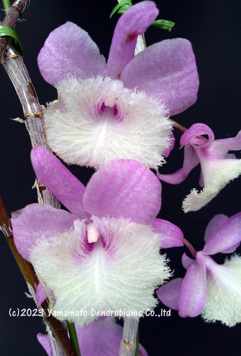 【楽天市場】デンドロビューム原種の苗Den. aphyllum (pierardii) 'Ehime' BM/JOGA 1作開花サイズ苗です ...