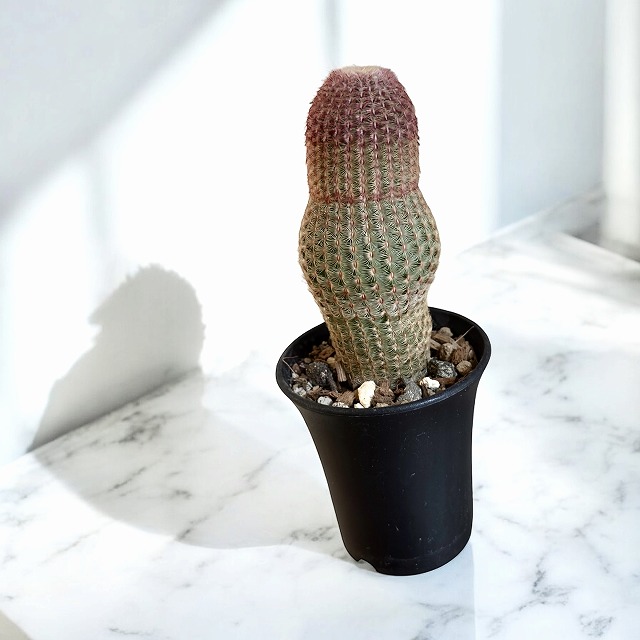 【楽天市場】saboten cactus/サボテン カクタス 紫太陽 【観葉植物】【多肉植物】【インテリア】【美株】【鉢込み発送】【発根済み ...