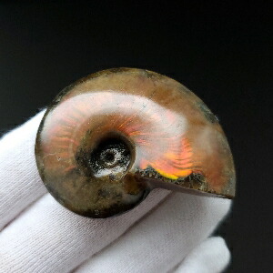 【楽天市場】【送料無料】【虹色/アンモナイト/化石】 美品 アンモナイト 化石 本物 マダガスカル産 37.64mm プレゼント ギフト ...