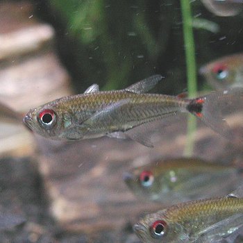 【楽天市場】熱帯魚 観賞魚 アロワナテトラ リオ ネグロ 【北海道・九州・沖縄・離島は発送不可】：アクアリウム ドリームシアター