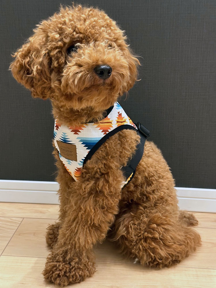 【楽天市場】Pendleton ペンドルトン FALCON COVE DOG HARNESS ペットグッズ 犬用品 ハーネス・胴輪 ...
