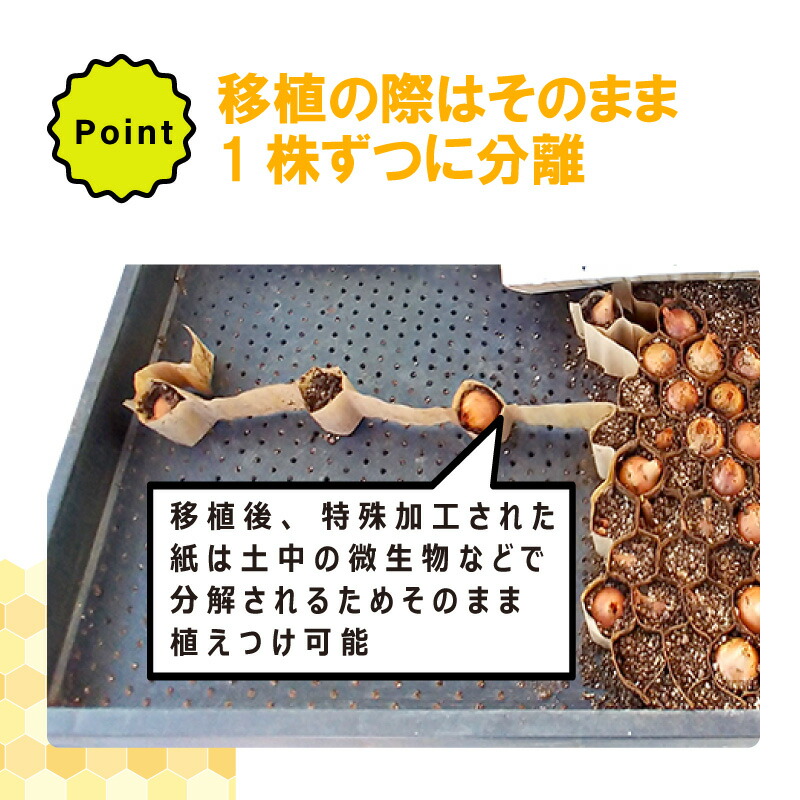 【楽天市場】75冊入 2箱 LPチェーンポット LP303-15 264鉢 株間15cm 紙筒 ペーパーポット 播種 種まき 育苗 ネギ ニラ 軟弱野菜 ニッテン 農作業 プラスワイズK ...