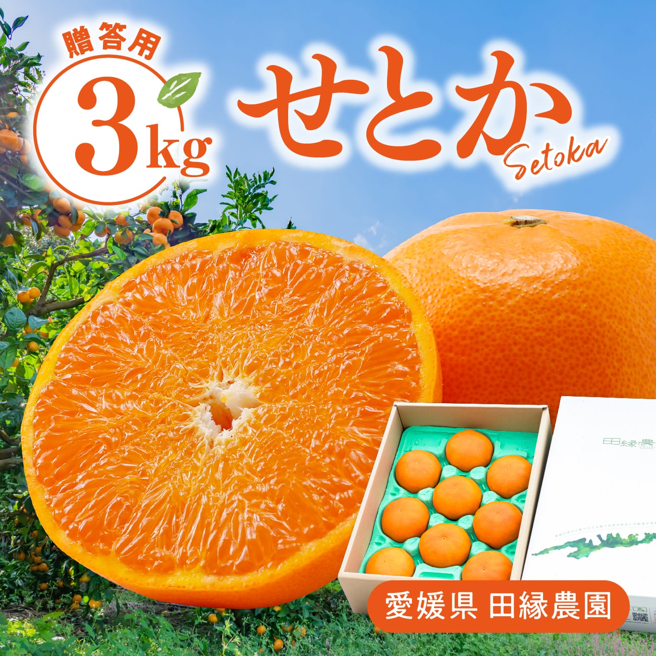 【楽天市場】【送料無料】愛媛県産 せとか 3kg（L～3Lサイズ）田縁農園 【3/1～発送】｜ 愛媛みかん 蜜柑 ミカン せとか L 2L 3L 3kg 産地直送 フルーツ くだもの 期間限定 ...