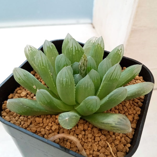 【楽天市場】観葉植物/ハオルチア：cooperi v.corumunaris N1 8cm角鉢：園芸ネット プラス