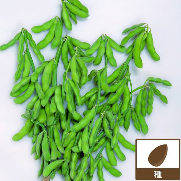 【楽天市場】[送料無料](業務用・受注生産品)エダマメ：初だるま 100粒[野菜タネ]*：園芸ネット プラス