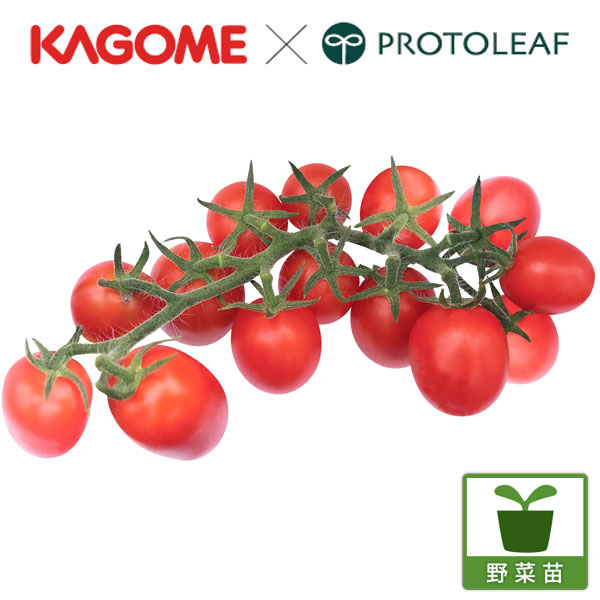 【楽天市場】野菜の苗/[24年4月上旬予約]トマト（ミニ）：あまたん3号ポット*：園芸ネット予約店