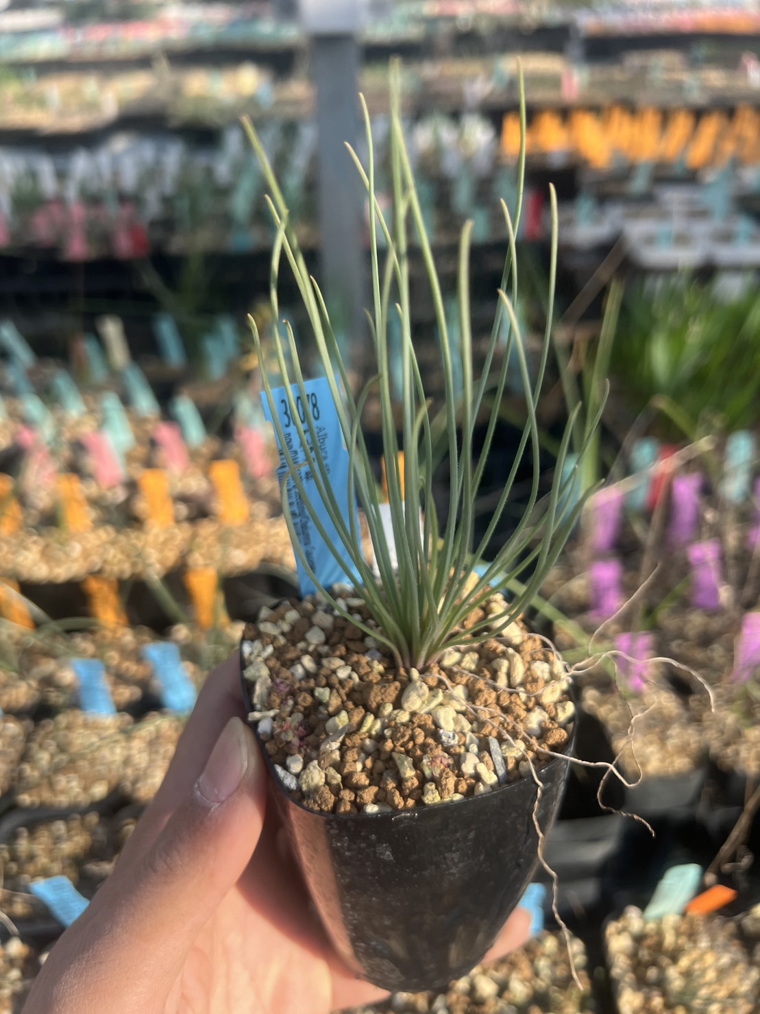 【楽天市場】アルブカ 不明種 Albuca sp. DMC13448：エリオクエスト