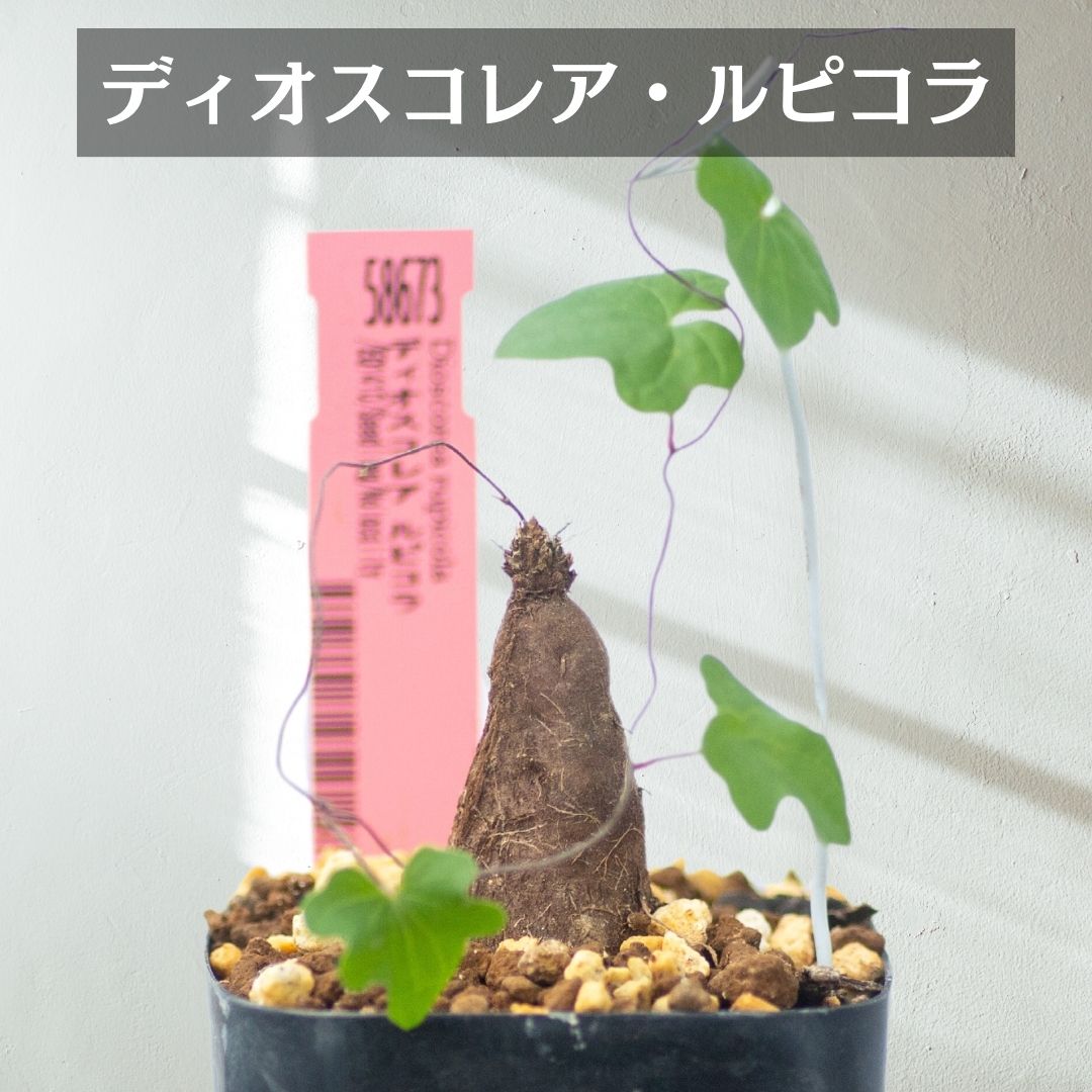 【楽天市場】ディオスコレア ルピコラ Dioscorea rupicola EQ1410：エリオクエスト