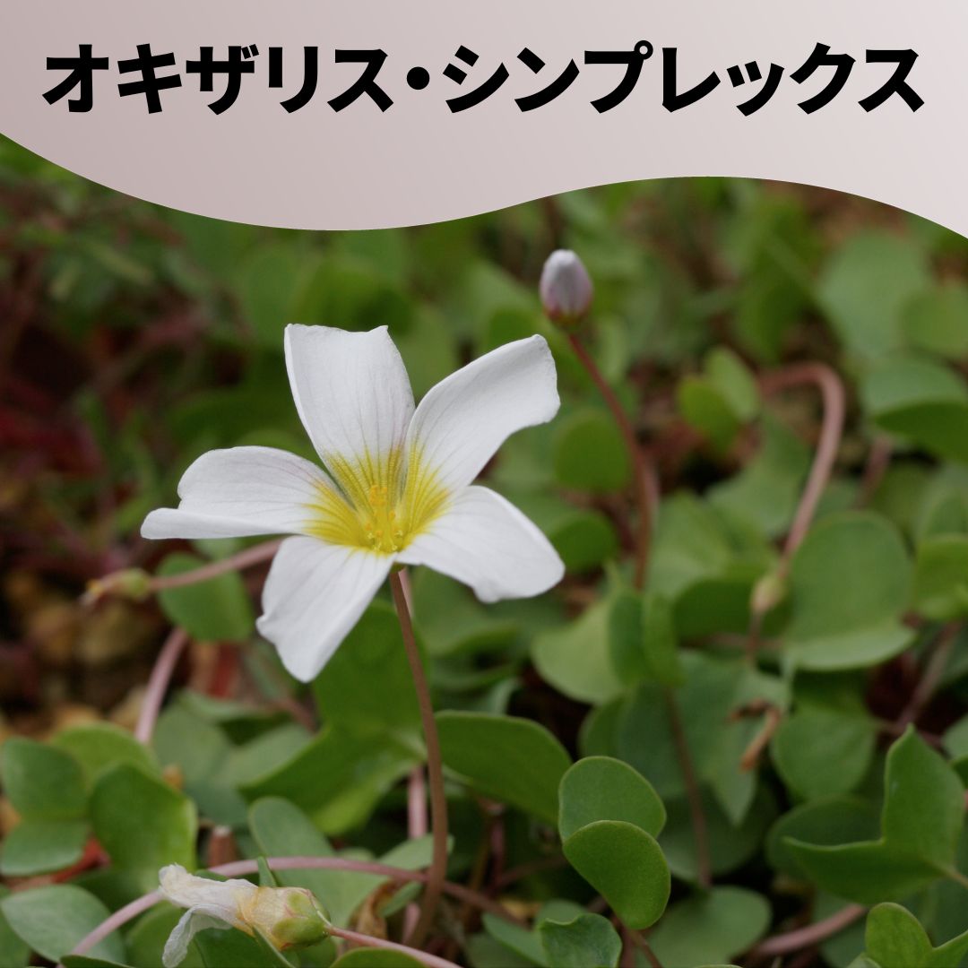 【楽天市場】オキザリス モノフィラ シンプレックス Oxalis monophylla simplex EQ1127：エリオクエスト