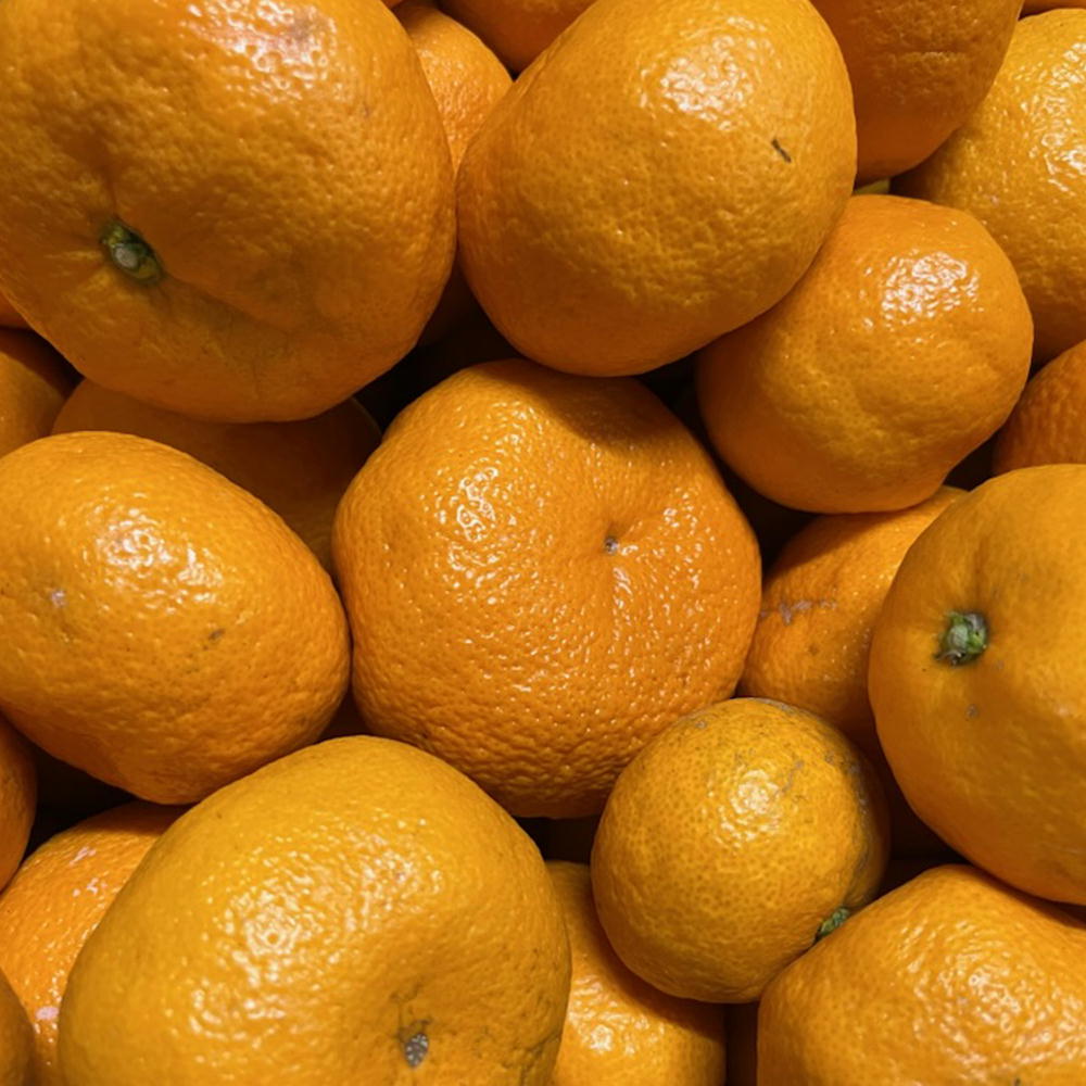 【楽天市場】佐賀みかん 訳あり 箱込10キロ （9kg＋保証分500g） 佐賀産 みかん訳あり 訳あり ご家庭用 みかん ミカン 蜜柑 からつ 唐津：フルーツ甘味屋GGY