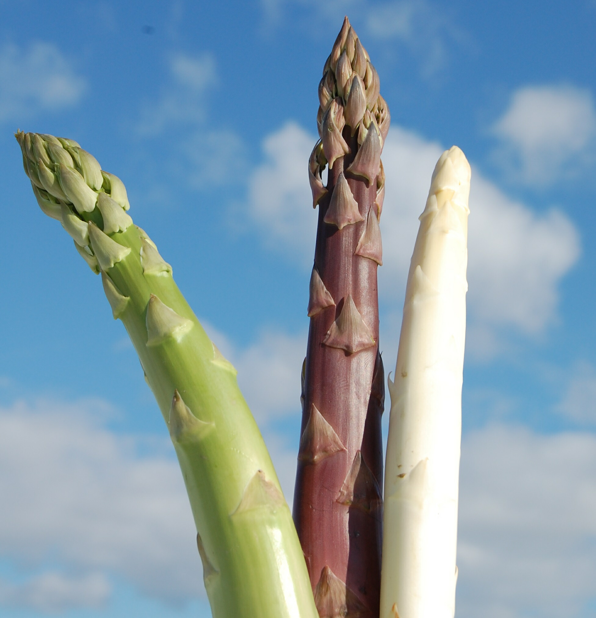 【楽天市場】【ふるさと納税】北海道中川町産アスパラ3色セット L-2Lサイズ計900g（グリーン・ホワイト・パープル各色300g）【ハウス栽培】：北海道中川町