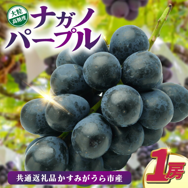 【楽天市場】【ふるさと納税】ナガノパープル1房 県内共通返礼品:かすみがうら市産【配送不可地域：離島・沖縄県】 (BR154)：茨城県城里町