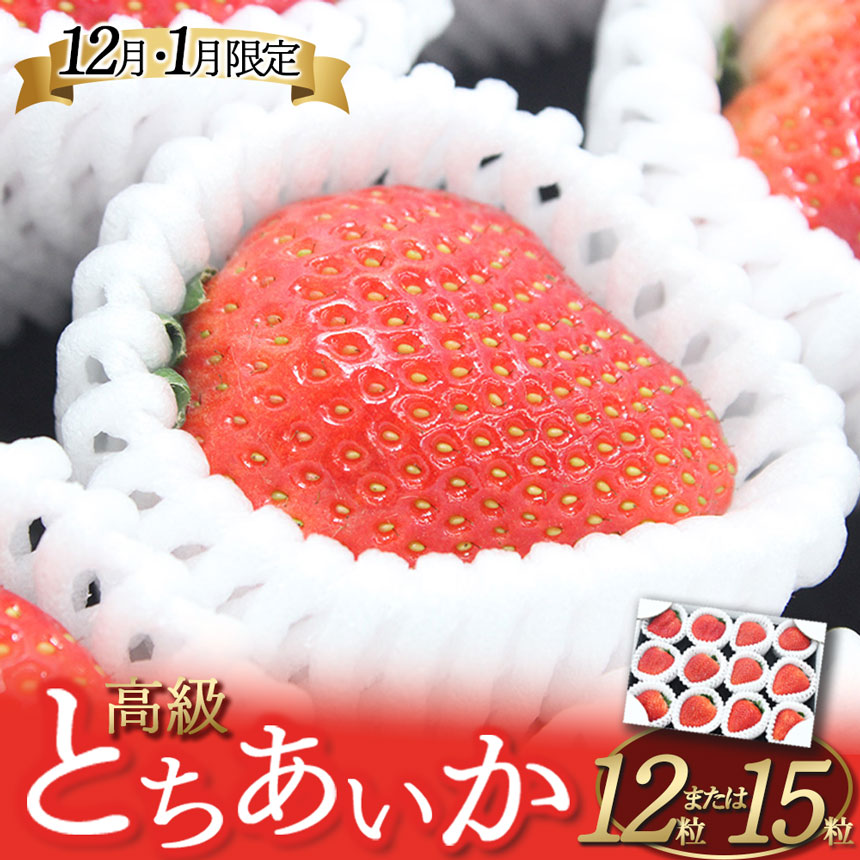【楽天市場】【ふるさと納税】12月限定！ 鮮度抜群！朝採れ 旬 の 高級 とちあいか | 日本一 産地 大粒 冬 味覚 いちご 苺 イチゴ ...