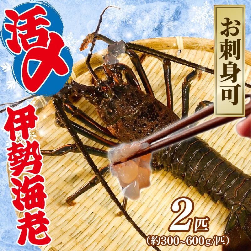 【楽天市場】【ふるさと納税】 【9月以降順次発送】 伊勢海老 活〆冷凍伊勢海老 300~600g 2匹 約1kg 刺身 海老 エビ 刺し身 ...