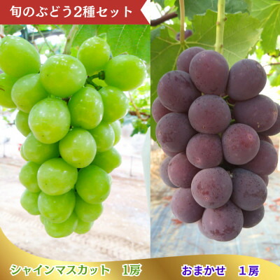 【楽天市場】【ふるさと納税】 2025年発送 ぶどう シャインマスカット 食べ比べ 計2房 (約1.2kg) 種なし 詰め合わせ マスカット ...
