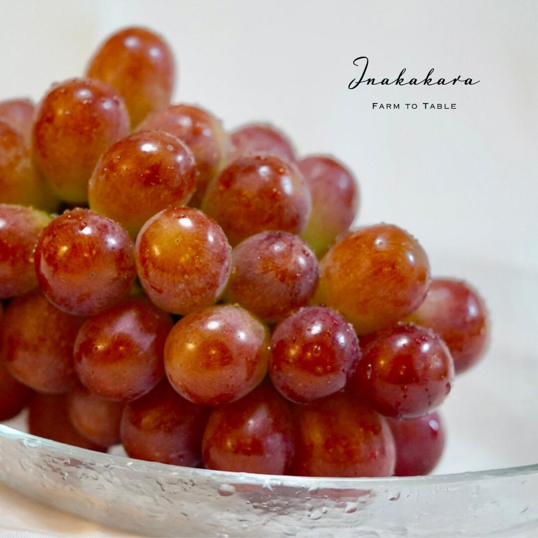 【楽天市場】【ふるさと納税】＜2024年先行予約＞Inakakara 希少な大粒サニードルチェ二房（約1.2kg） ふるさと納税 おすすめ ランキング サニードルチェ 大粒 笛吹市 国産 人気 ...