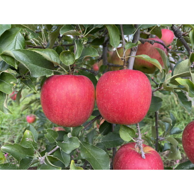 【楽天市場】【ふるさと納税】シャキシャキッ!サンふじ 家庭用 約10kg【1558490】：長野県中野市