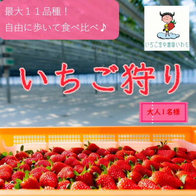 【楽天市場】【ふるさと納税】いちご空中農園いわた いちご狩り入園券【1450154】：静岡県磐田市