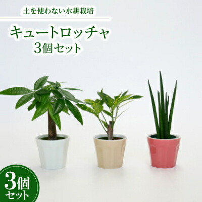 【楽天市場】【ふるさと納税】キュートロッチャ3個セット【オススメの観葉植物でお届け】【1404524】：愛知県岡崎市
