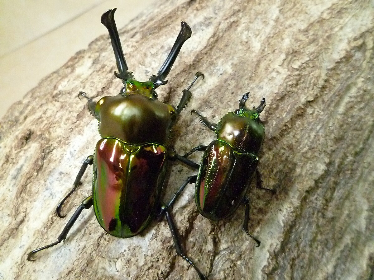 【楽天市場】【ふるさと納税】ニジイロクワガタ成虫ペア 飼育セット付：兵庫県猪名川町