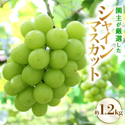 【楽天市場】【ふるさと納税】園主が厳選した「シャインマスカット」【配送不可地域：離島・北海道・沖縄県】【1482866】：兵庫県猪名川町