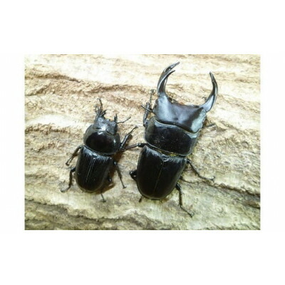 【楽天市場】【ふるさと納税】国産オオクワガタ成虫ペア飼育セット付き【1506078】：兵庫県猪名川町