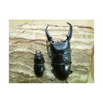 【楽天市場】【ふるさと納税】パラワンオオヒラタ成虫ペア飼育セット付き【1506087】：兵庫県猪名川町