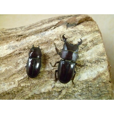 【楽天市場】【ふるさと納税】ダイトウヒラタクワガタ成虫ペア【1513605】：兵庫県猪名川町