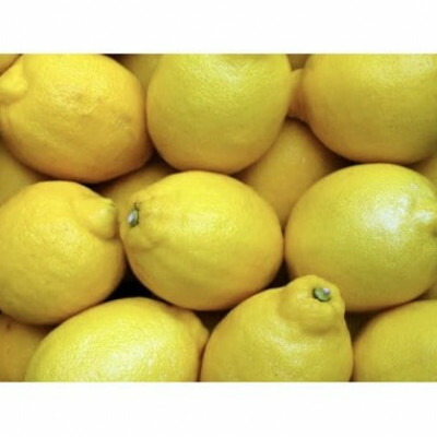 【楽天市場】【ふるさと納税】アトランティスファームの国産レモン 約1kg+100g(11月より順次発送予定)【1514141】：和歌山県橋本市