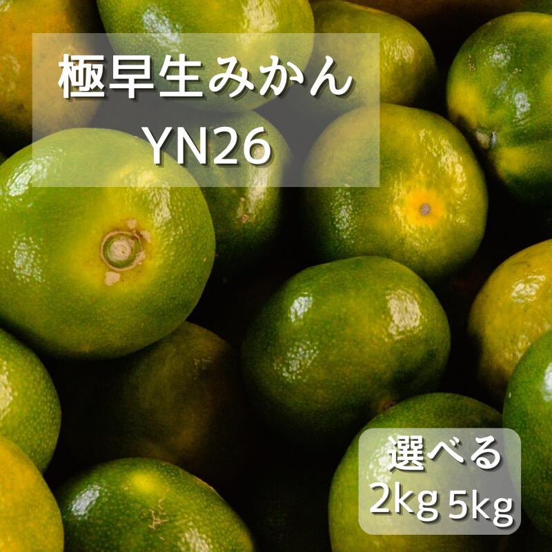 【楽天市場】【ふるさと納税】【先行予約】極早生みかん YN26 【選べる容量2kg 5kg】 ※9月下旬以降随時発送予定 / 和歌山県 田辺市 みかん 早生みかん 柑橘：和歌山県田辺市